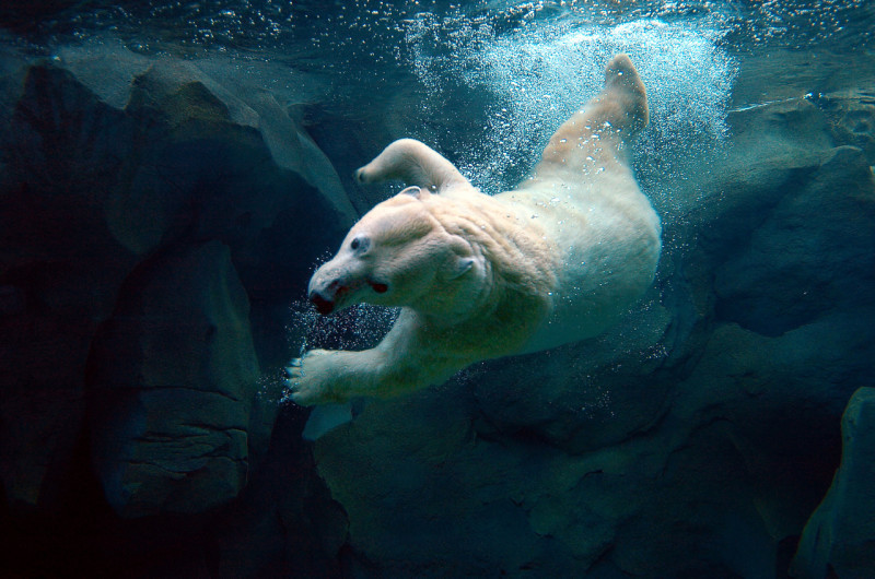 Maryland Zoo in Baltimore, The | Visit Baltimore