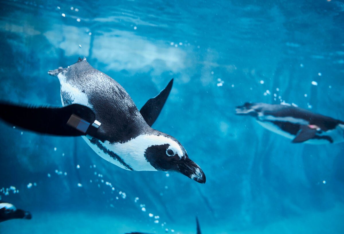 Maryland Zoo In Baltimore | Visit Baltimore