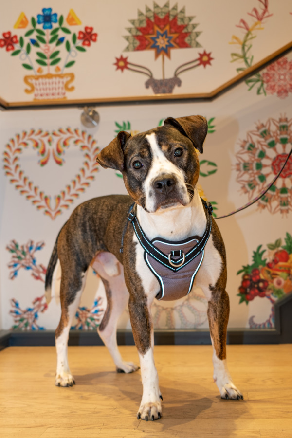 Pet-Friendly Destinations in Baltimore | Visit Baltimore