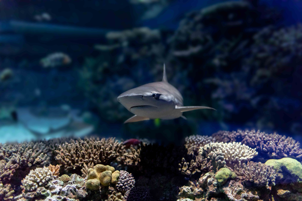 Shark Behind-the-Scenes Tour | Visit Baltimore