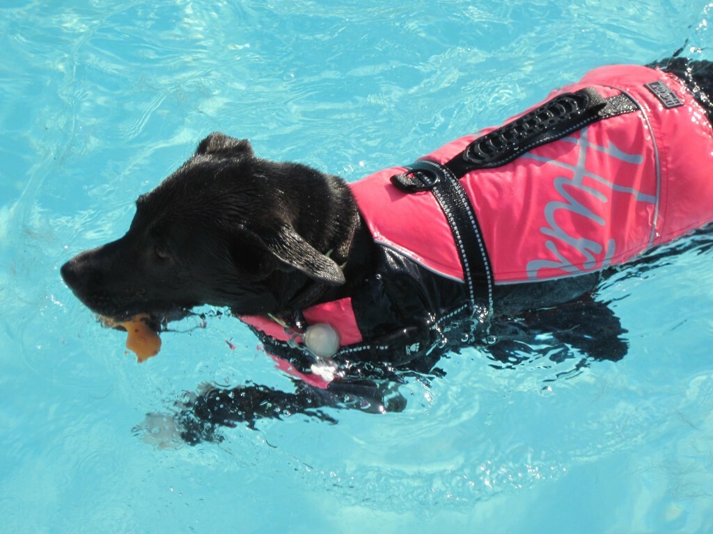 DOGGIE PADDLE | Visit Baltimore