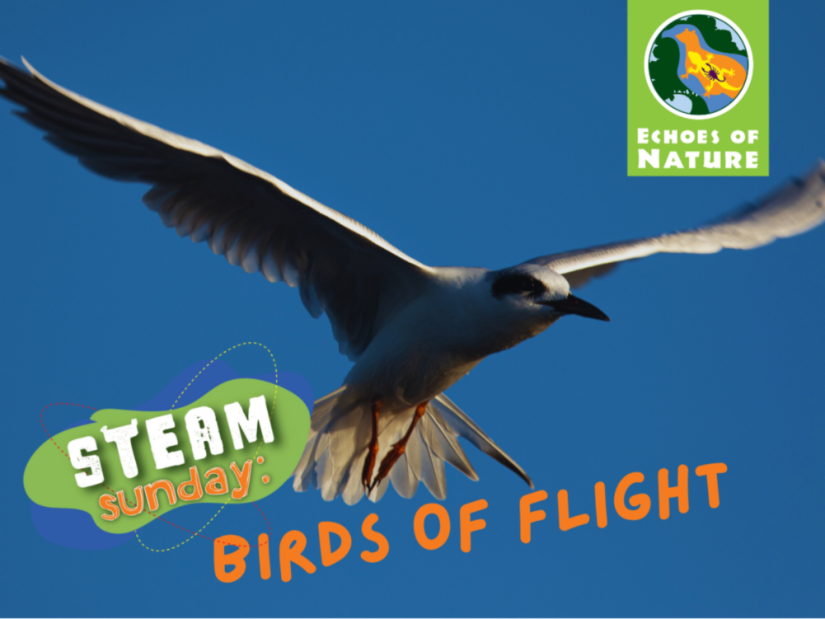 STEAM Sunday: Birds of Flight | Visit Baltimore